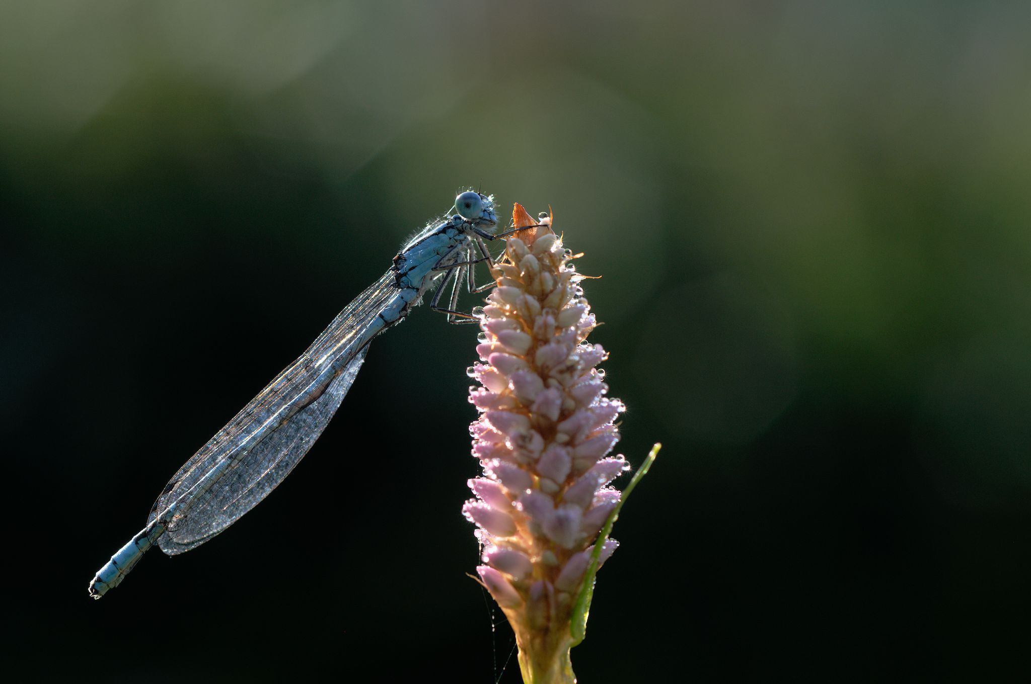 Show your best Macro shots! - Critique - discuss.pixls.us