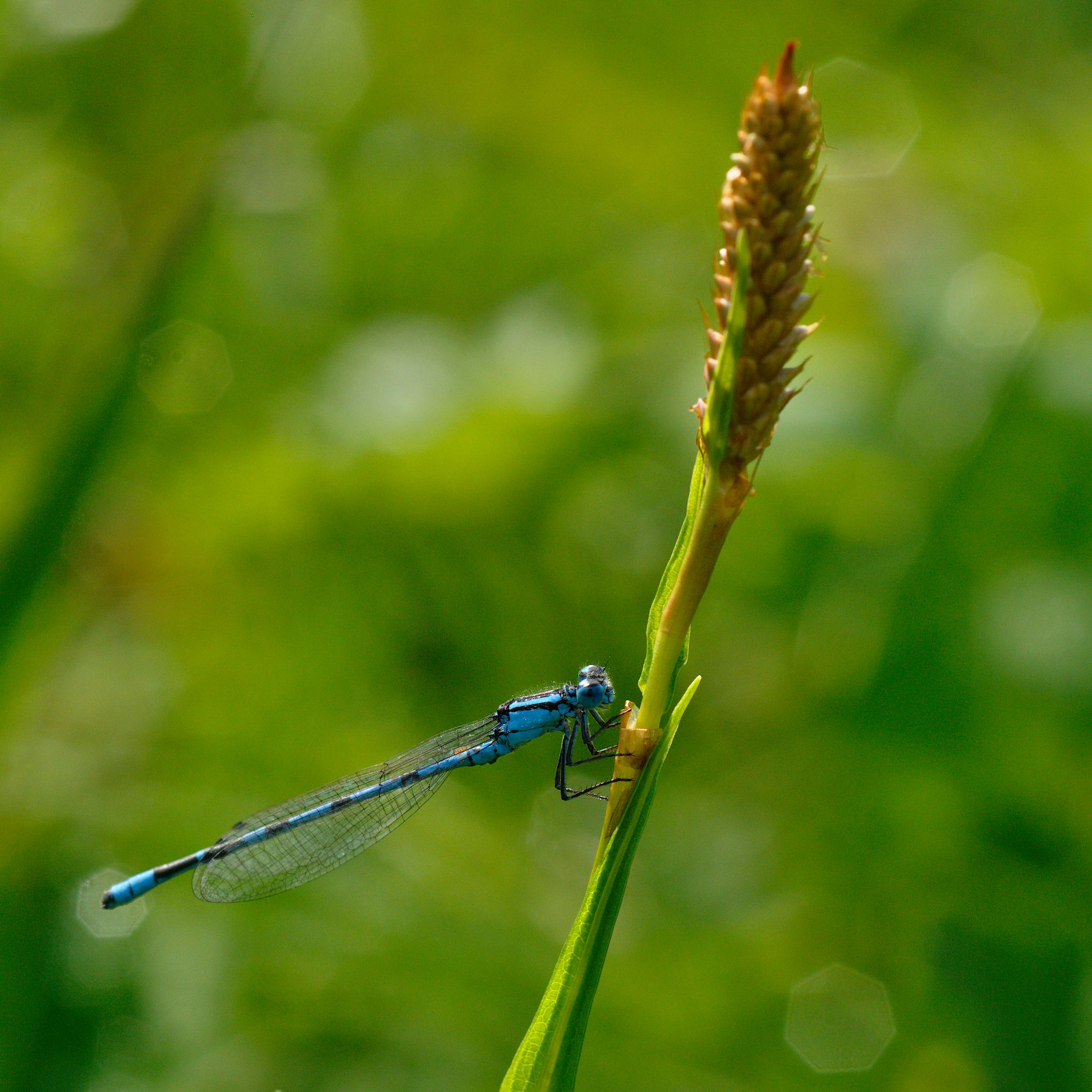 Show your best Macro shots! - Critique - discuss.pixls.us